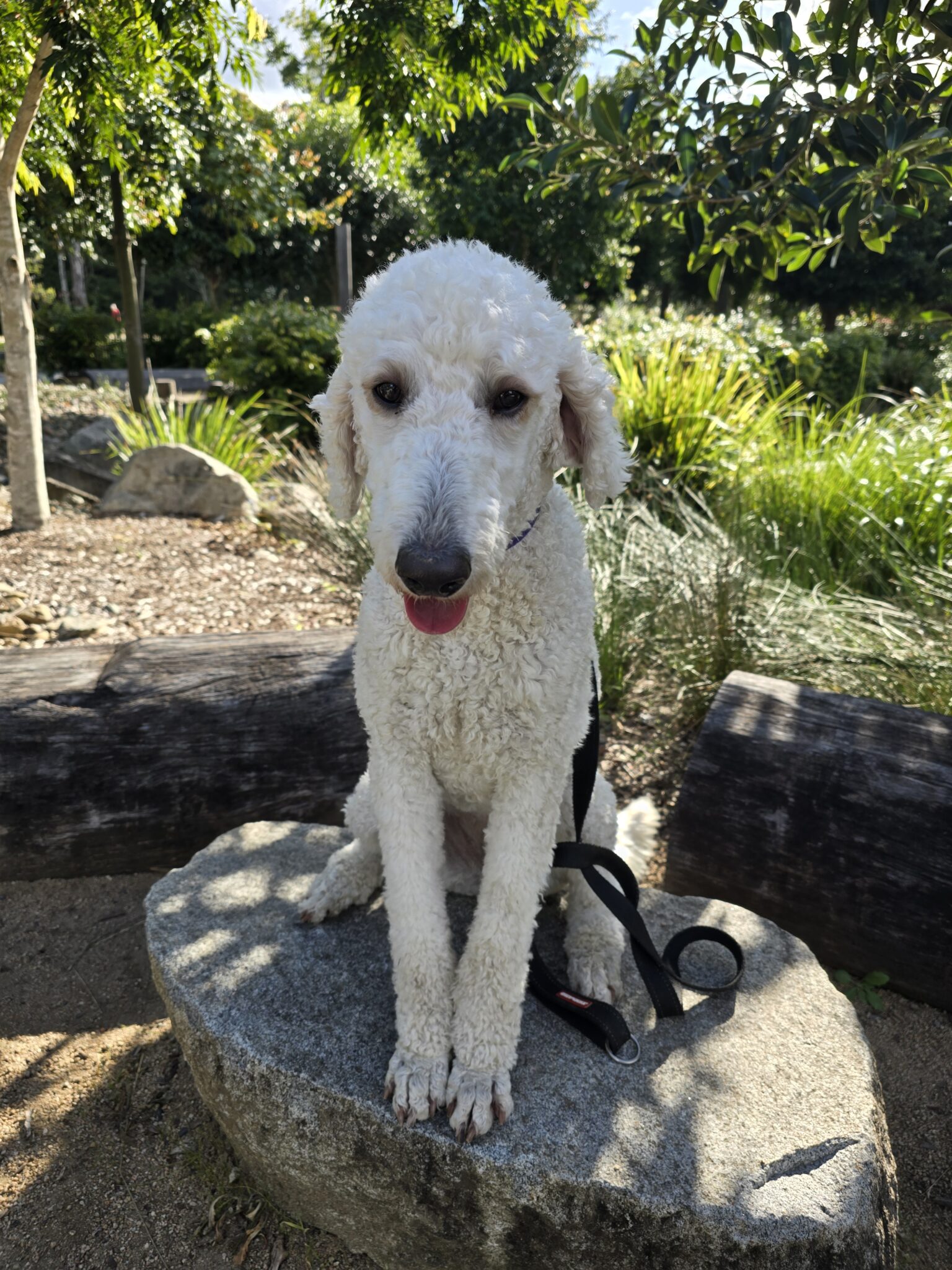 PTSD Dogs – Rescuing dogs who rescue veterans and first responders